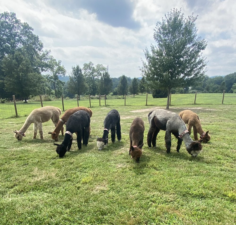 OPEN HEART ALPACA FARM - Updated October 2025 - Request Information - 1048 Pinetown Rd ...