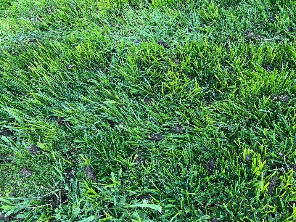 CAL-TURF LAWN SERVICE - Updated October 2025 - Antelope, California ...
