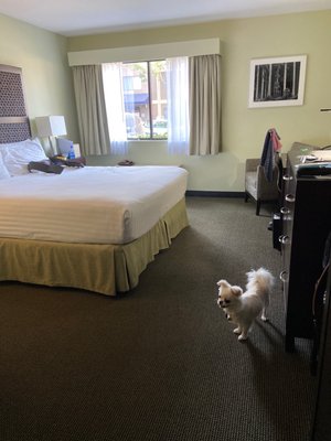 MAPLE TREE INN - 145 Photos & 161 Reviews 【711 E El Camino Real ...