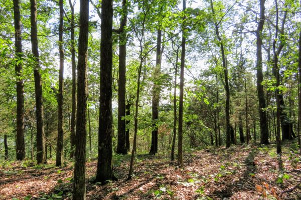 BLEVINS GAP NATURE PRESERVE - Updated November 2025 - Cecil Ashburn Dr ...