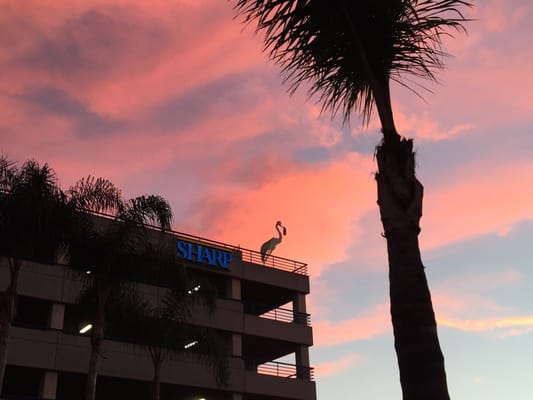 SHARP MEMORIAL OUTPATIENT PAVILION - Updated January 2026 - 44 Photos ...