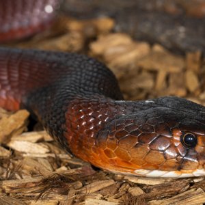 THE ZOO IN FOREST PARK & EDUCATION CENTER - Updated November 2024 - 52 ...