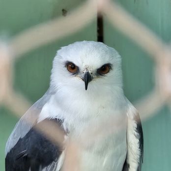 CALIFORNIA RAPTOR CENTER - Updated January 2026 - 58 Photos & 23 ...
