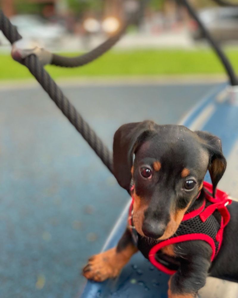 TINYTYKES PUPPIES - Updated August 2025 - 36 Photos & 27 Reviews - 2661 ...