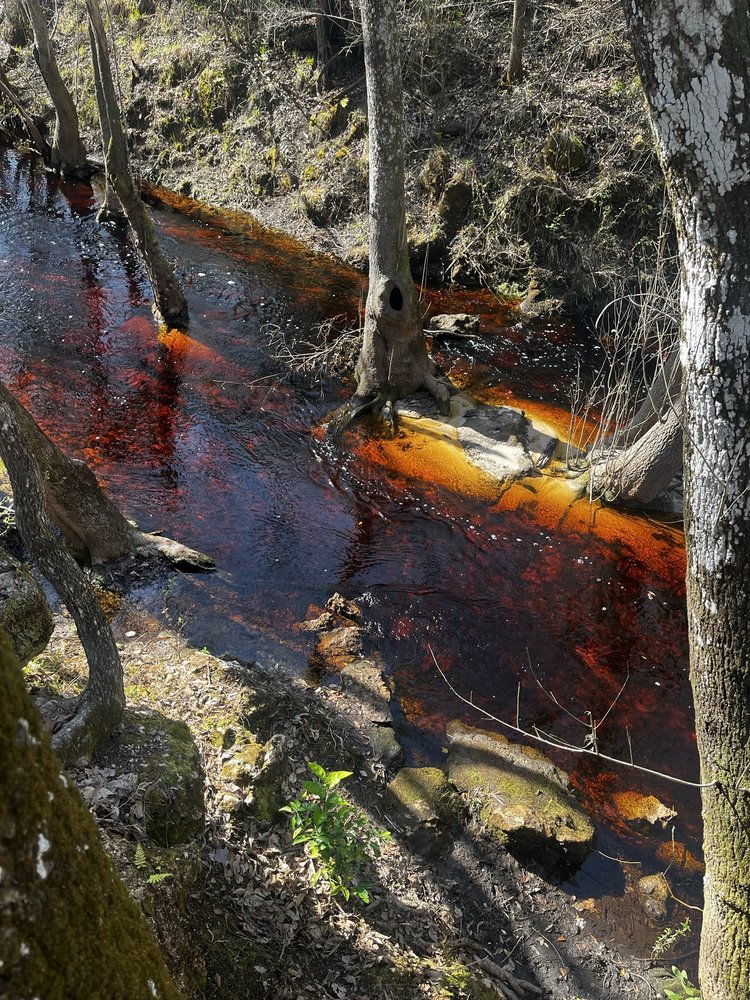 LEON SINKS GEOLOGICAL AREA - Updated July 2025 - 52 Photos & 15 Reviews ...