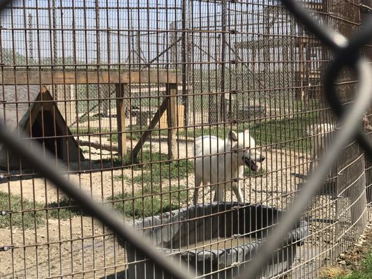 BIG RUN WOLF RANCH - Updated March 2025 - 18 Photos & 34 Reviews ...