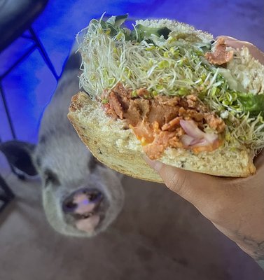 BEYOND BREAD - 290 Photos & 484 Reviews - 6260 E Speedway Blvd, Tucson ...