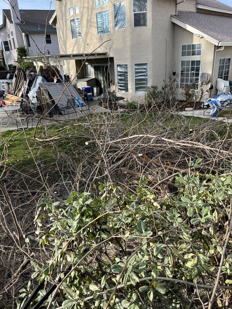 SAÚL’S MODERN TREE SERVICES - Updated June 2024 - 23 Photos - Tracy ...