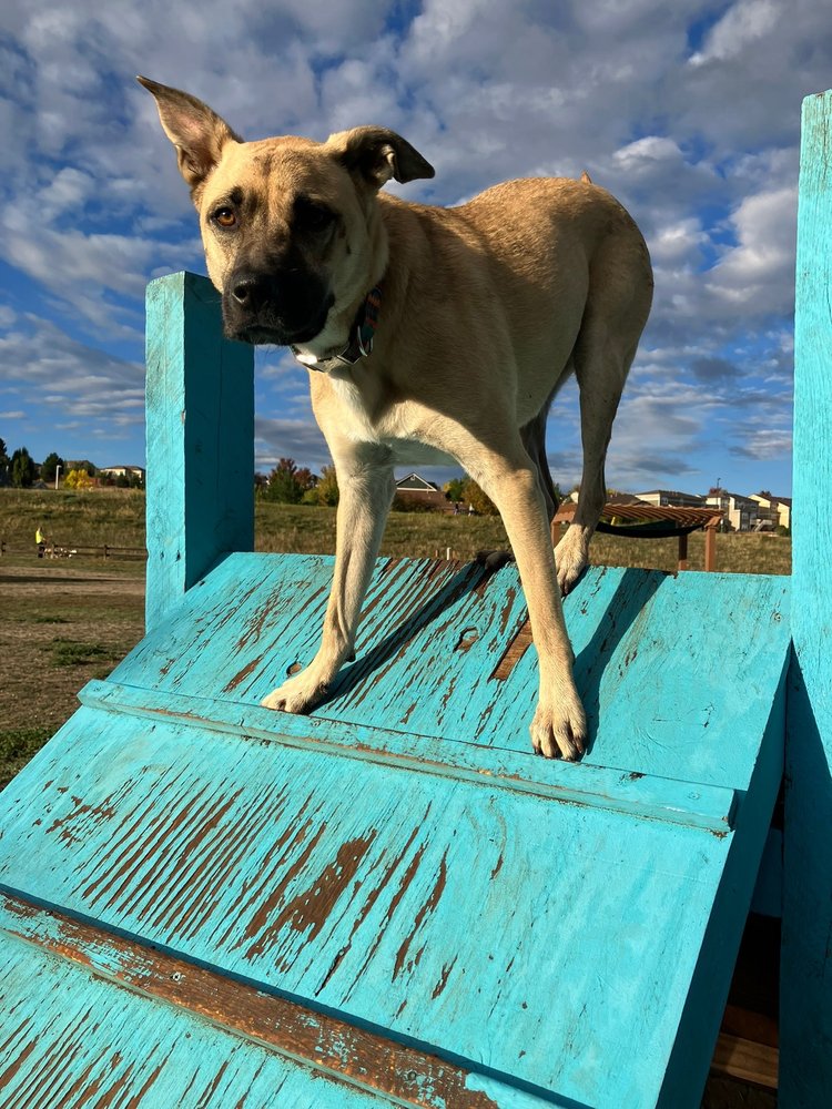 WIGGLY FIELD DOG PARK - Updated July 2024 - 4712-4752 Meadows Blvd ...