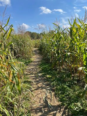 THE MARYLAND CORN MAZE - Updated October 2025 - 83 Photos & 30 Reviews ...