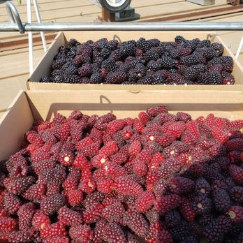 BIRINGER FARM - Updated December 2025 - 94 Photos & 43 Reviews - 21412 ...