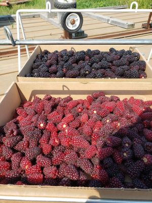 BIRINGER FARM - Updated July 2025 - 94 Photos & 41 Reviews - 21412 59th ...