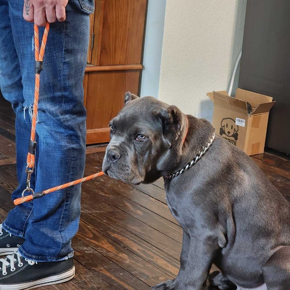 MCS DOG TRAINING - Updated July 2025 - 35 Photos - 227 5309 McPherson ...