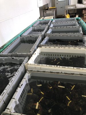 RYER’S LOBSTERS - 57 Photos & 32 Reviews - 8494 Peggys Cove Road ...