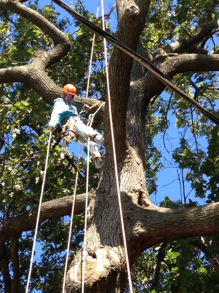 ROYAL TREE SERVICE - Updated December 2025 - 54 Photos & 136 Reviews ...