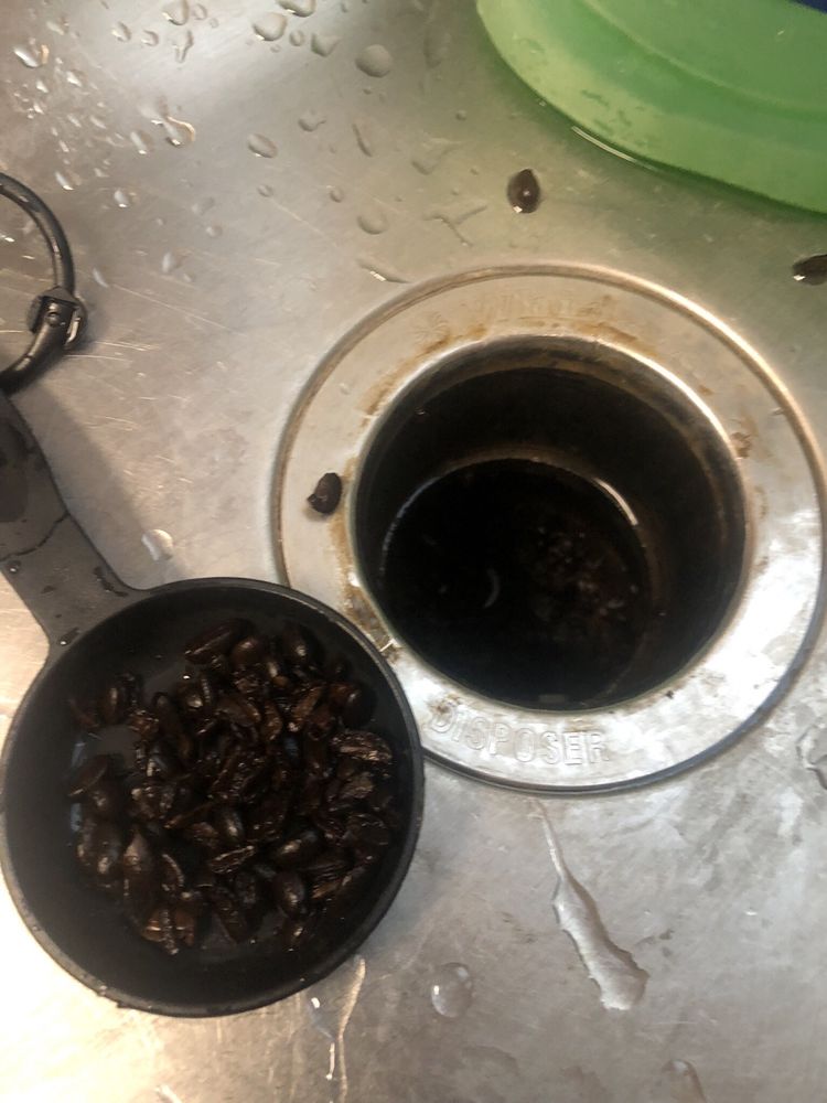 MT HELIX PEST & TERMITE CONTROL - Updated January 2026 - 12 Photos & 46 ...