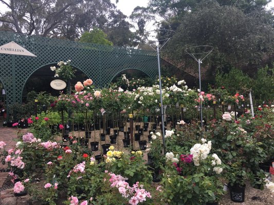NEWMAN’S NURSERY AND GARDENS - Updated August 2025 - N East Rd, Tea ...