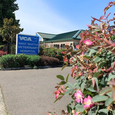 VCA WEST SEATTLE VETERINARY HOSPITAL - Updated May 2026 - 37 Photos ...