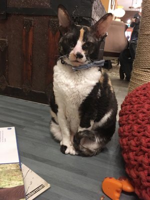 CAFÉ CHATO - Updated July 2024 - 4833 Rue de Verdun, Montréal, Quebec ...