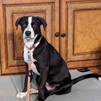 PETSMART - Updated December 2025 - 25 Photos & 29 Reviews - 19530 ...