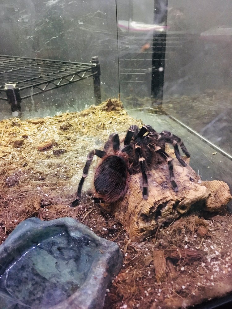 K-STATE INSECT ZOO - Zoos - 1500 Denison Ave, Manhattan, KS - Phone ...