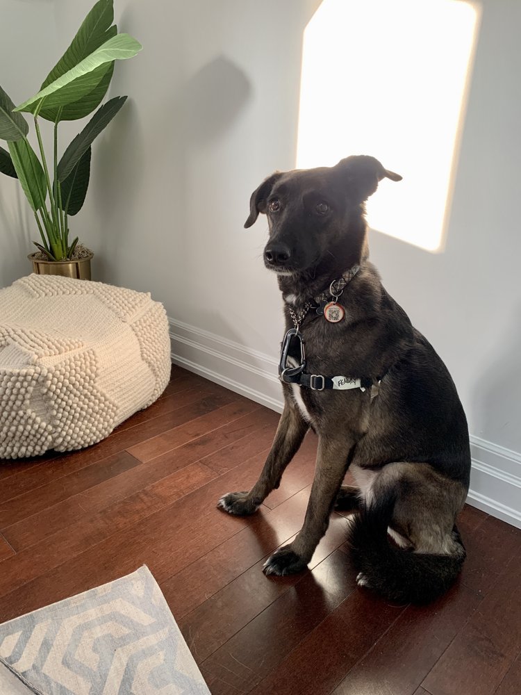 THE TAIL WAG HOTEL - Updated December 2025 - 63 Photos - 285 Garden ...