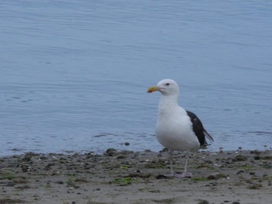 KEYES MEMORIAL BEACH - Updated October 2025 - 39 Photos - Sea St ...