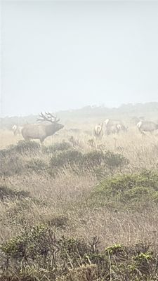 TOMALES POINT TRAIL - TULE ELK PRESERVE - Updated December 2025 - 948 ...