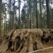 CALAVERAS BIG TREES STATE PARK - 1071 Photos & 330 Reviews - 1170 E Hwy ...