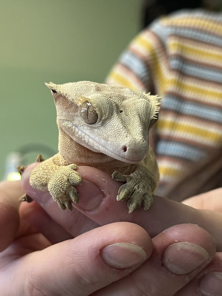 EMOTIONAL SUPPORT FISH - Updated November 2024 - Request Information ...