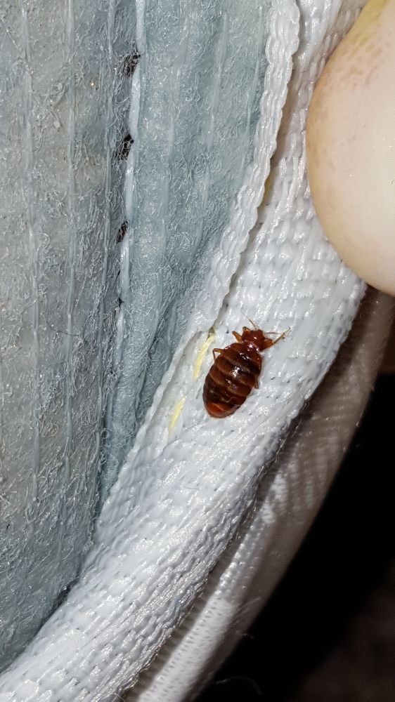 PESTCO PEST CONTROL SERVICE - Updated April 2026 - 2534 W Ardmoore Ave ...