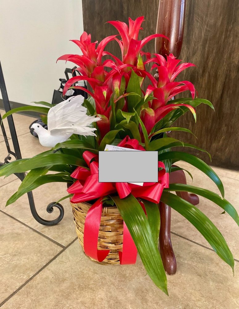 KEITH’S PLANTS ‘N THINGS - Updated August 2025 - 116 Bland Blvd ...