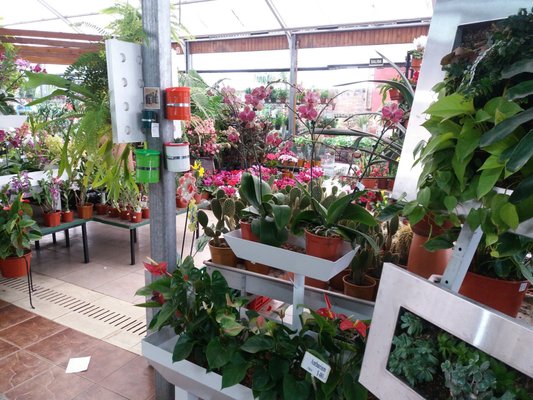 VIVERO MARIO - Updated October 2024 - 30 Photos - Av. Raúl Scalabrini ...