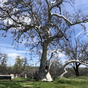 SYCAMORE GROVE PARK - 328 Photos & 78 Reviews - 1224 Wetmore Rd ...