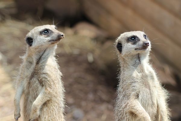 HOO FARM ANIMAL KINGDOM - Updated July 2025 - 69 Photos - Hoo Farm ...