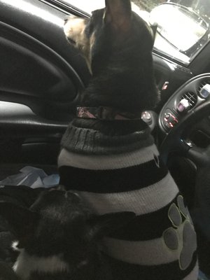 C-SNIP - Updated January 2026 - 14 Reviews - 1300 Walker Village Dr NW ...