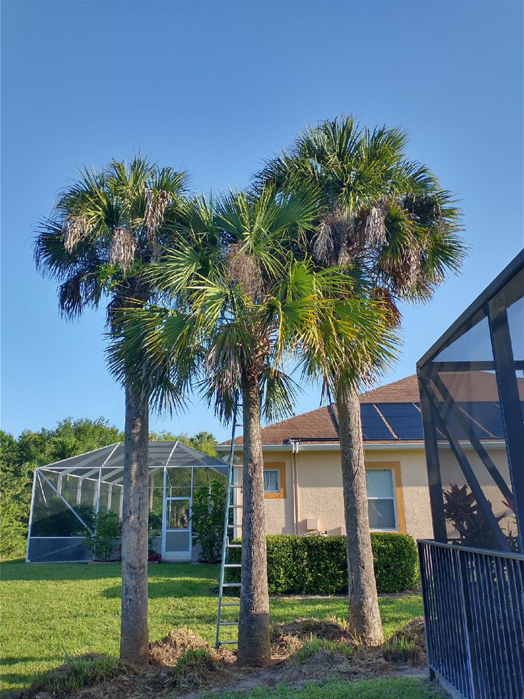 NATIVE TREE SERVICES - Updated October 2025 - 21 Photos - Fort Pierce ...