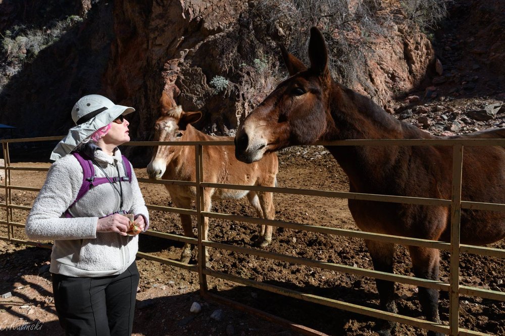 MULE RIDES AT THE GRAND CANYON - 49 Photos & 31 Reviews - Village Loop ...