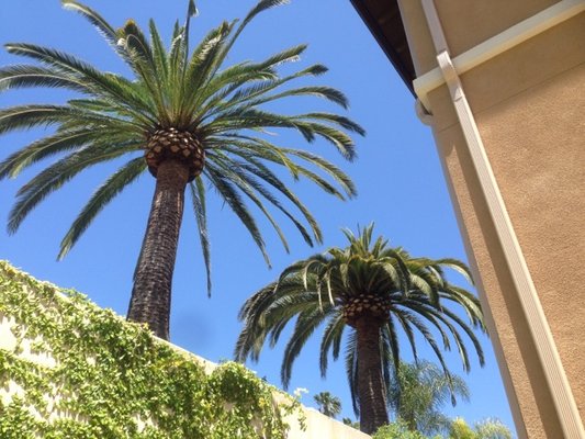 ALL ACCESS TREE CARE - Updated January 2026 - 185 Photos & 316 Reviews ...