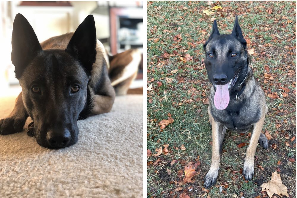 DOGPILE DOGS - Updated January 2026 - 285 Photos & 153 Reviews - 1338 ...