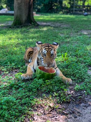 ZOOSIANA - Updated October 2025 - 60 Photos - 5601 Hwy 90 E, Broussard ...