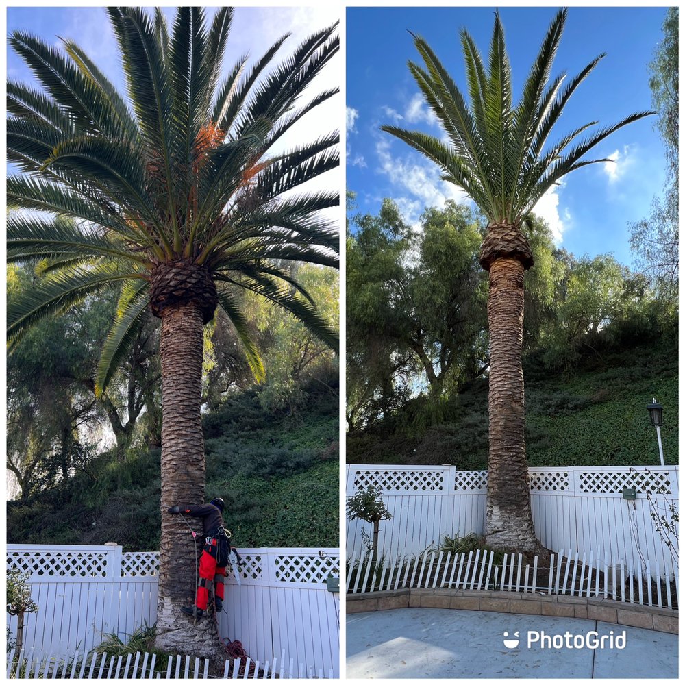 MEJIA TREE SERVICE - Updated January 2026 - 14 Photos - Ontario ...