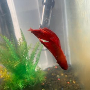 GERBER’S TROPICAL FISH - 31 Photos & 27 Reviews - 2279 N Moraine Dr ...