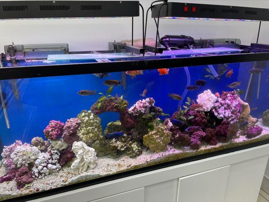 CAPITAL EXOTIC FISH - Updated October 2025 - 3404 Idaho Ave NW ...