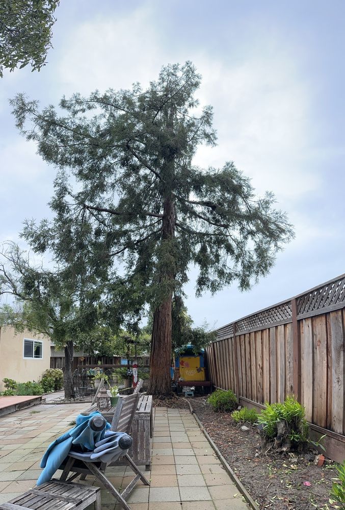 GLAMOUR TREE - Updated December 2025 - 11 Photos - 20250 McKean Rd, San ...