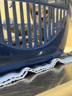 STEVENS ANIMAL HOSPITAL - Updated December 2025 - 31 Photos & 63 ...