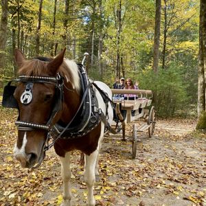 SUGARLANDS STABLES - Updated December 2025 - 19 Photos - 1409 Pkwy ...