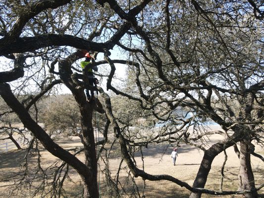 AUSTIN TREE SURGEONS - Updated December 2025 - 78 Photos & 122 Reviews ...