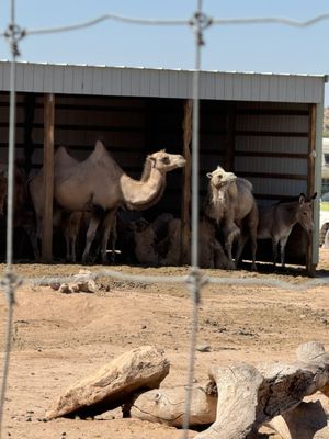 CAMEL SAFARI - Updated December 2025 - 448 Photos & 67 Reviews - 2725 ...