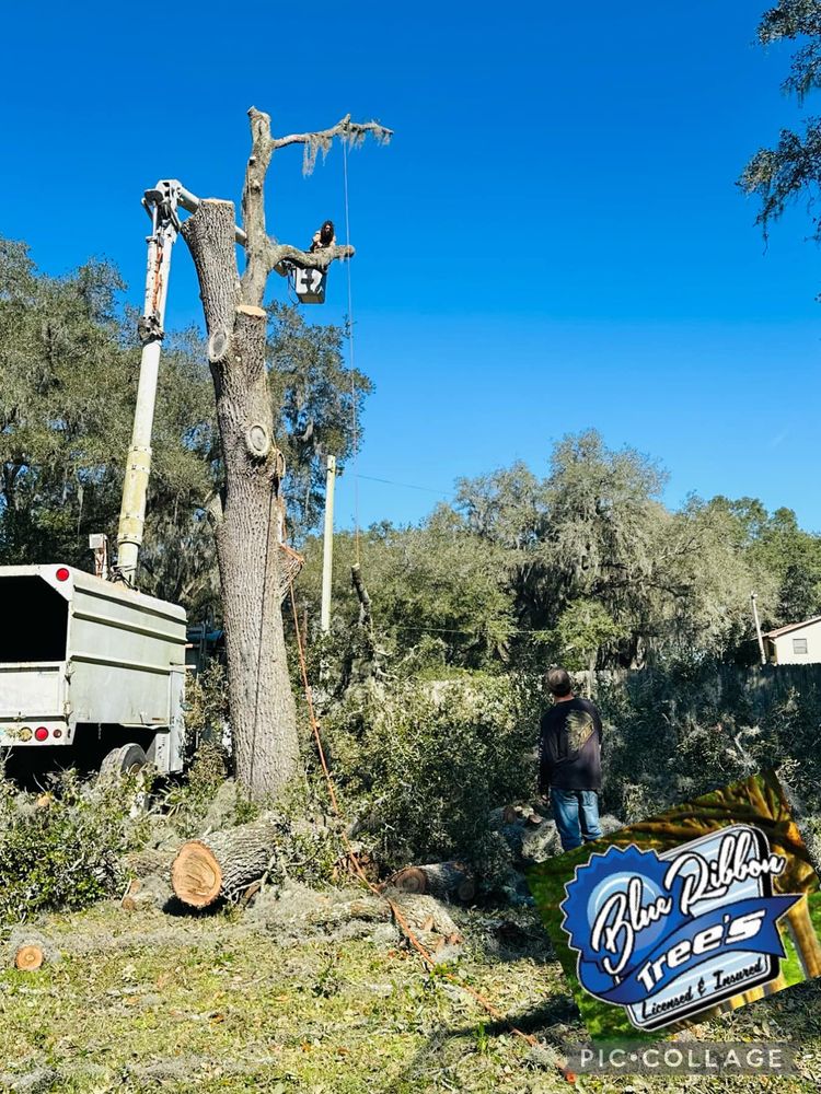 BLUE RIBBON TREE’S - Updated September 2025 - 30 Photos - Kathleen ...